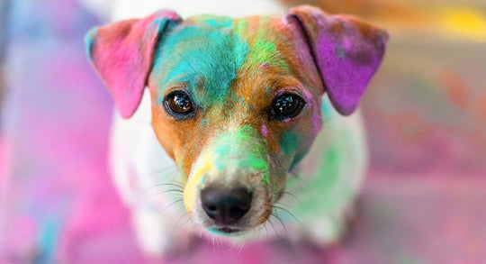 Best ways to Celebrate Holi: Pet-friendly Version – Zoof Pets