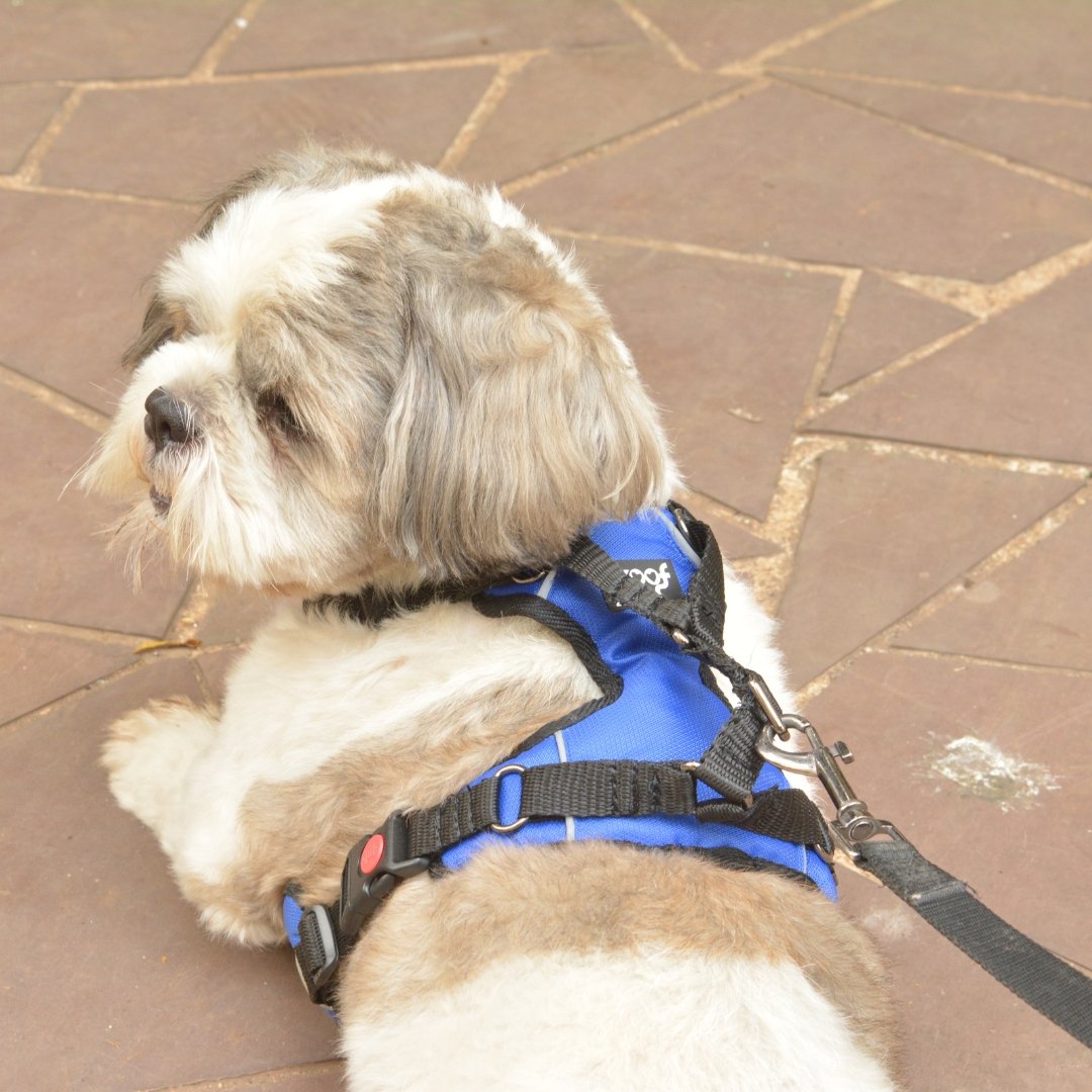 Zoof Comfort Fit Dog Harness – Zoof Pets