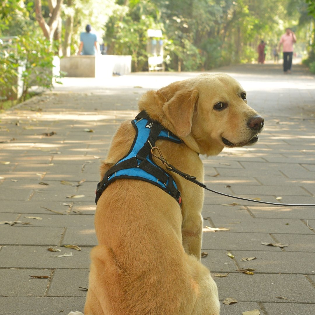 Zoof Comfort Fit Dog Harness – Zoof Pets