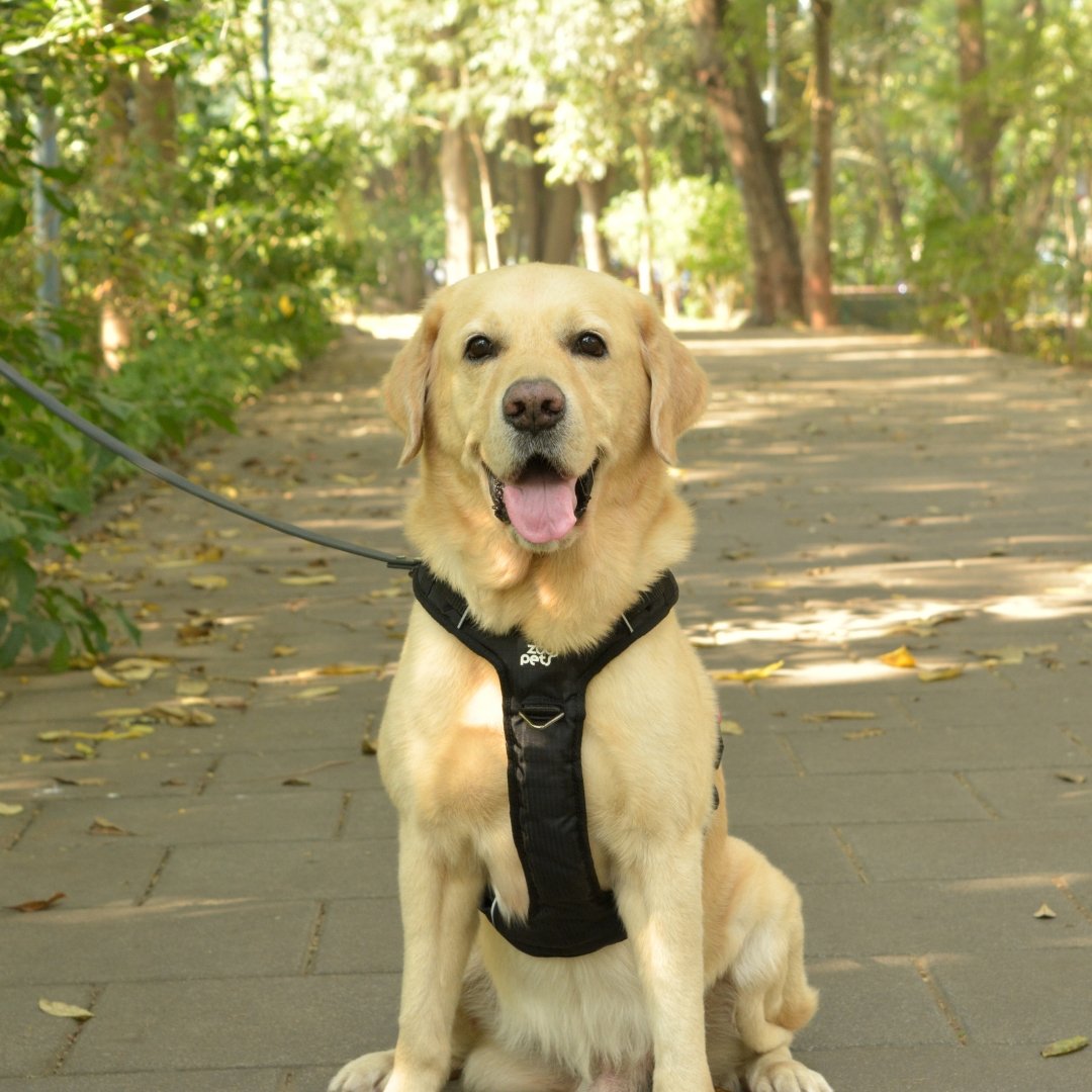 Zoof Comfort Fit Dog Harness – Zoof Pets