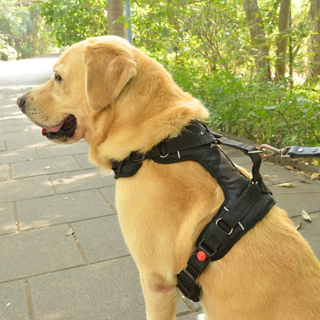 Zoof Comfort Fit Dog Harness – Zoof Pets
