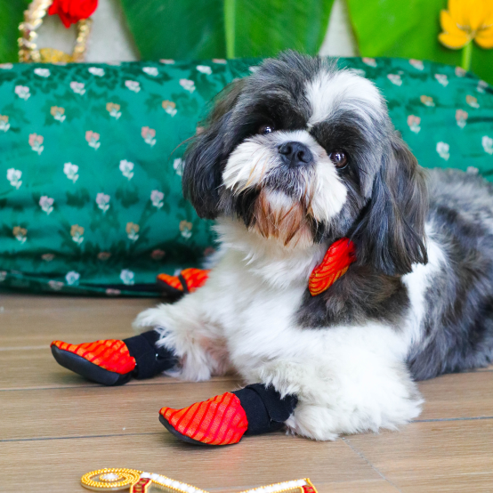 Ruby Zircon Red Ethnic Dog Shoes for Weddings | Zoof Pets